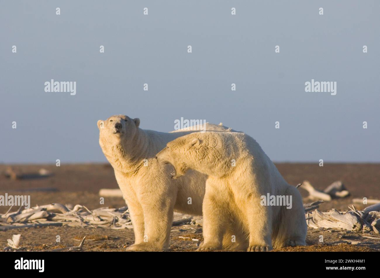 polar bears Ursus maritimus play behavior at sunrise Arctic National Wildlife Refuge Alaska ...
