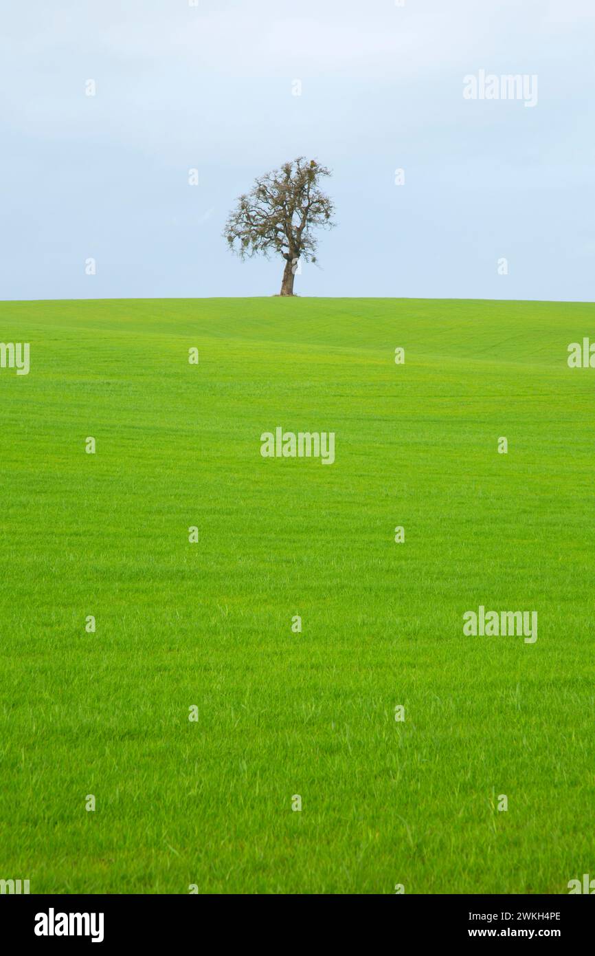Grassfield hi-res stock photography and images - Alamy