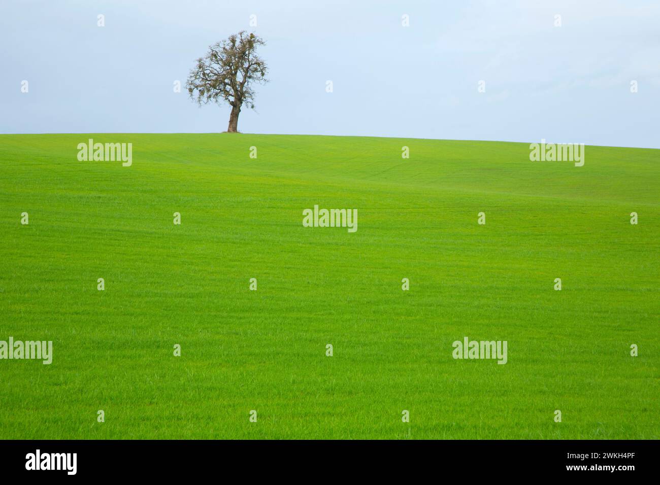 Grassfield hi-res stock photography and images - Alamy