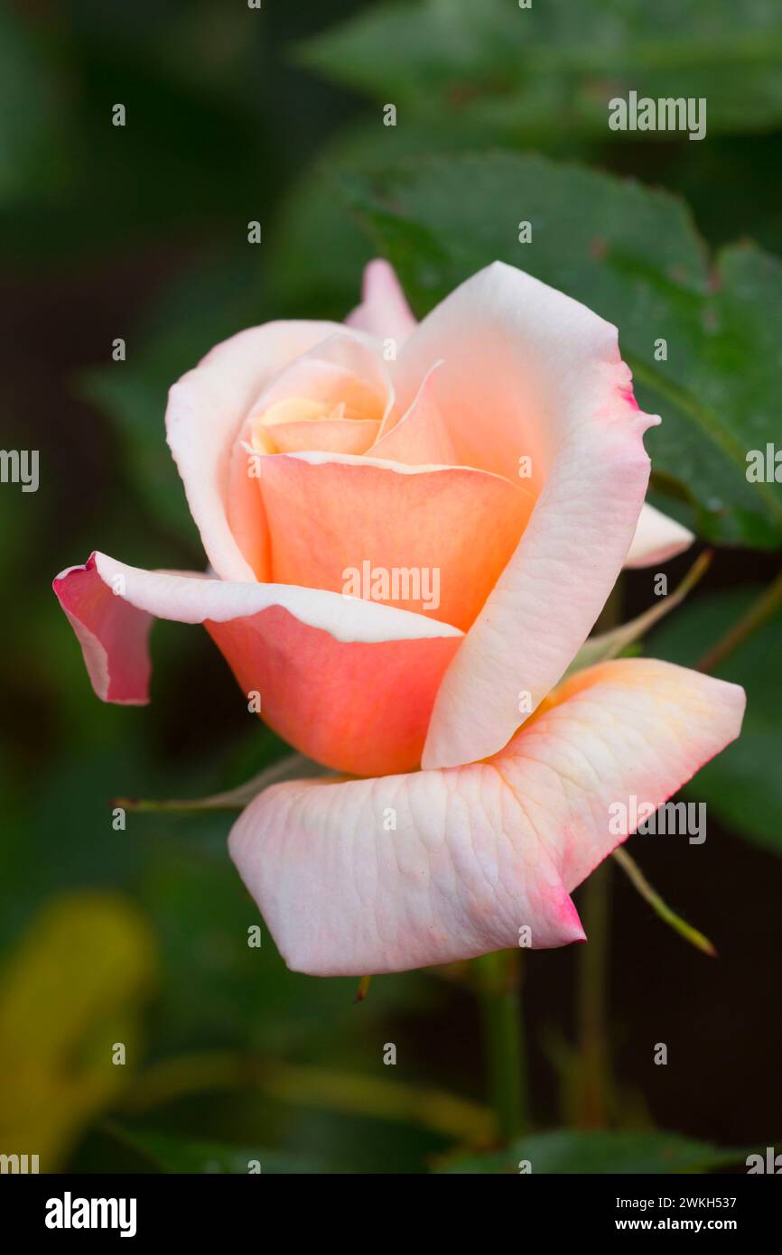 Chanelle rose hi-res stock photography and images - Alamy