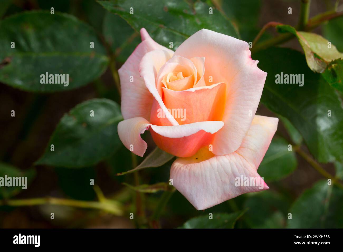 Chanelle rose heirloom roses st hi-res stock photography and images - Alamy
