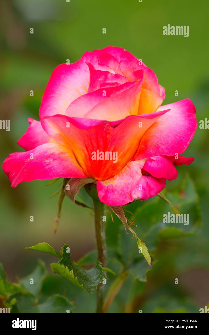 Granada rose, Heirloom Roses, St Paul, Oregon Stock Photo - Alamy