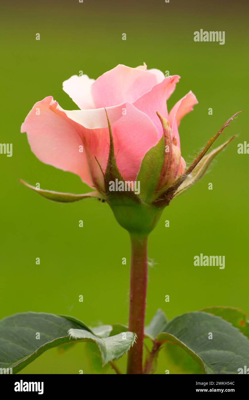 Jane rose hi-res stock photography and images - Alamy