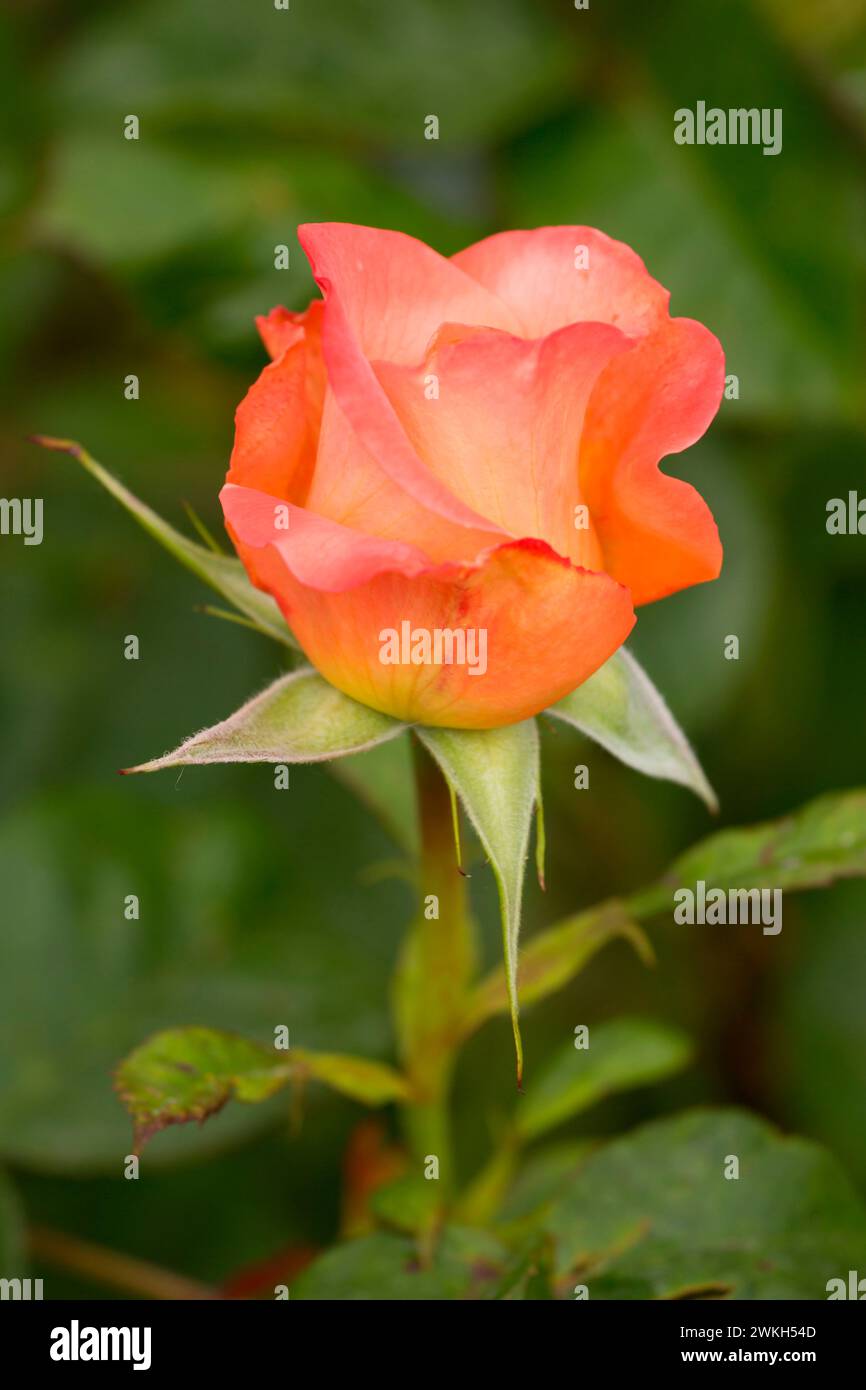 Lawrence of Arabia rose, Heirloom Roses, St Paul, Oregon Stock Photo ...