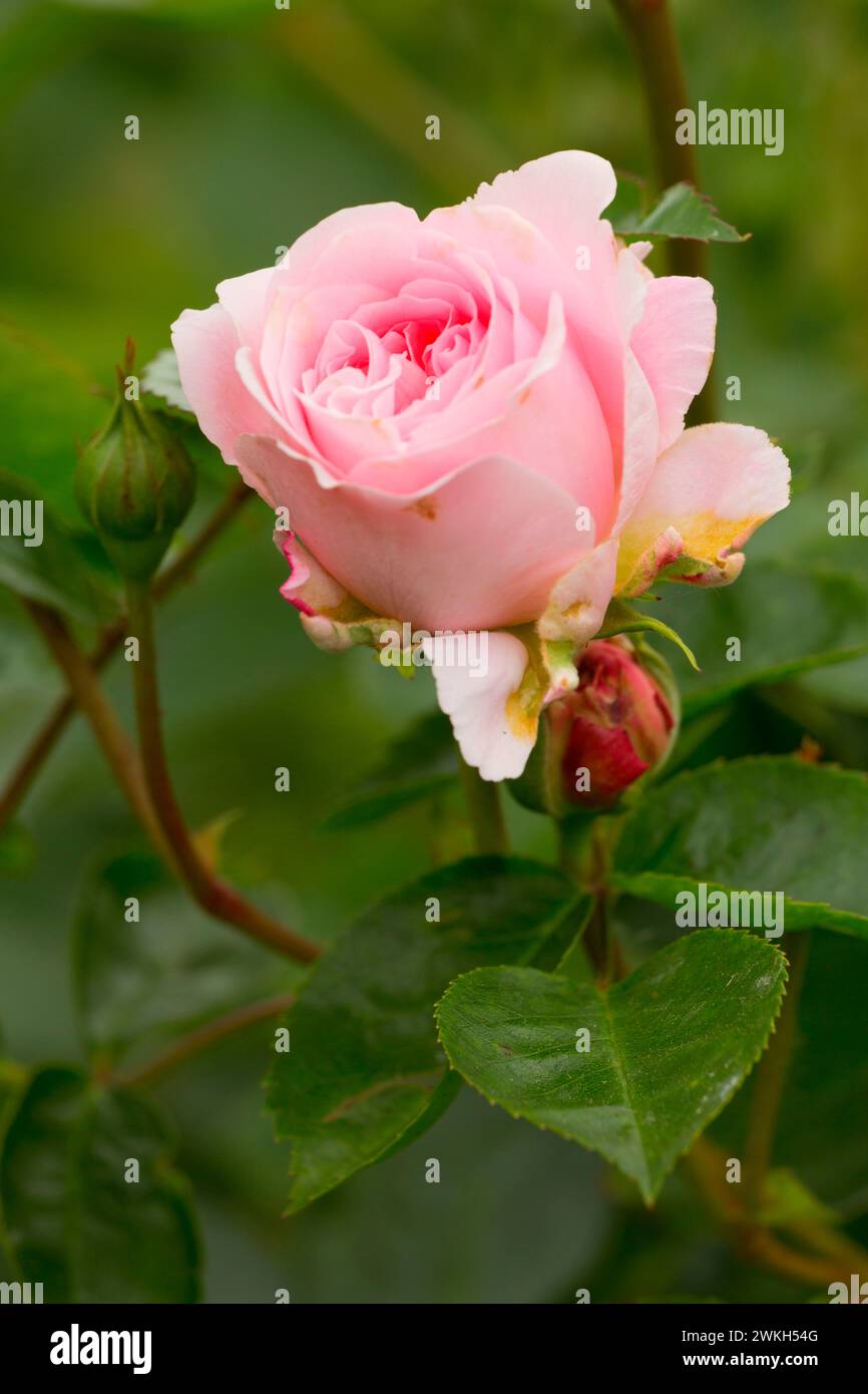 The fawn rose hi-res stock photography and images - Alamy