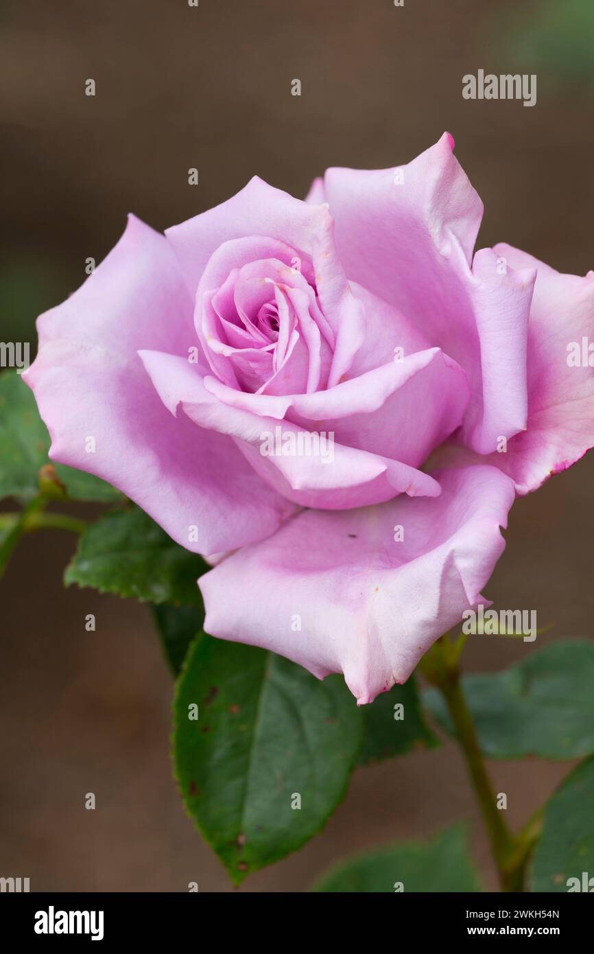 Blue Girl rose, Heirloom Roses, St Paul, Oregon Stock Photo - Alamy