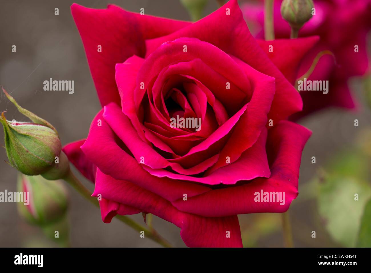 Crimson Glory rose, Heirloom Roses, St Paul, Oregon Stock Photo - Alamy