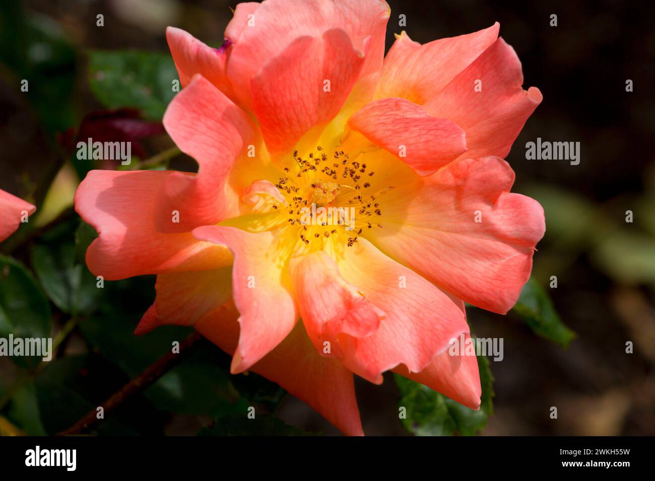 Golden roses hi-res stock photography and images - Alamy