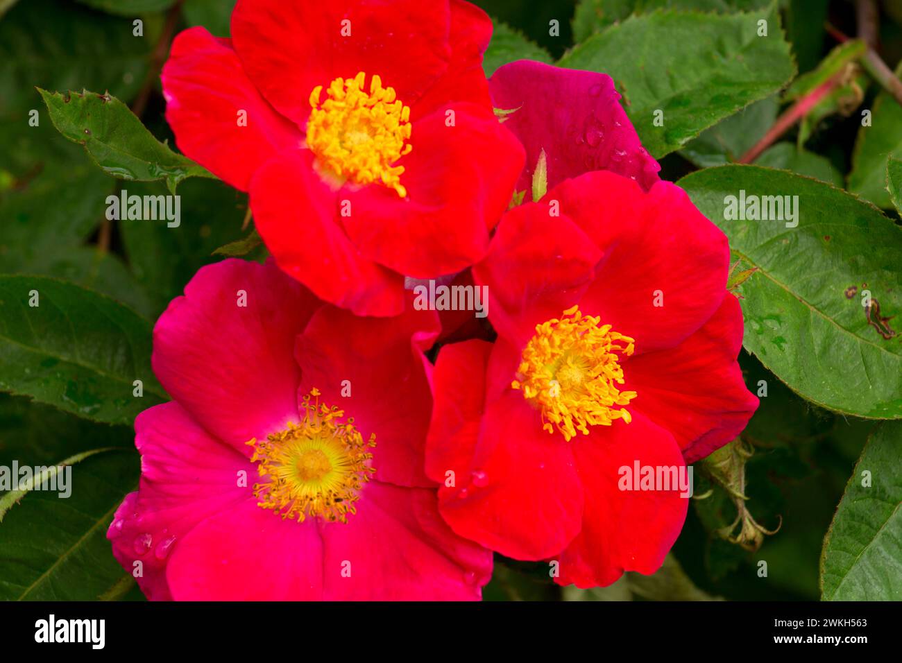 The valley of roses hi-res stock photography and images - Alamy