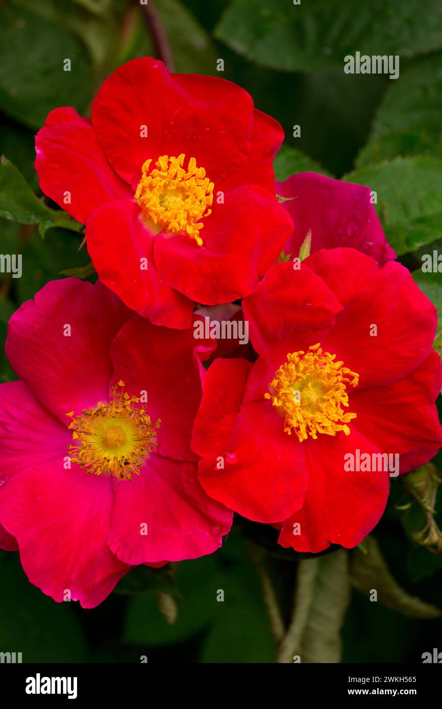 Heirloom rose hi-res stock photography and images - Alamy