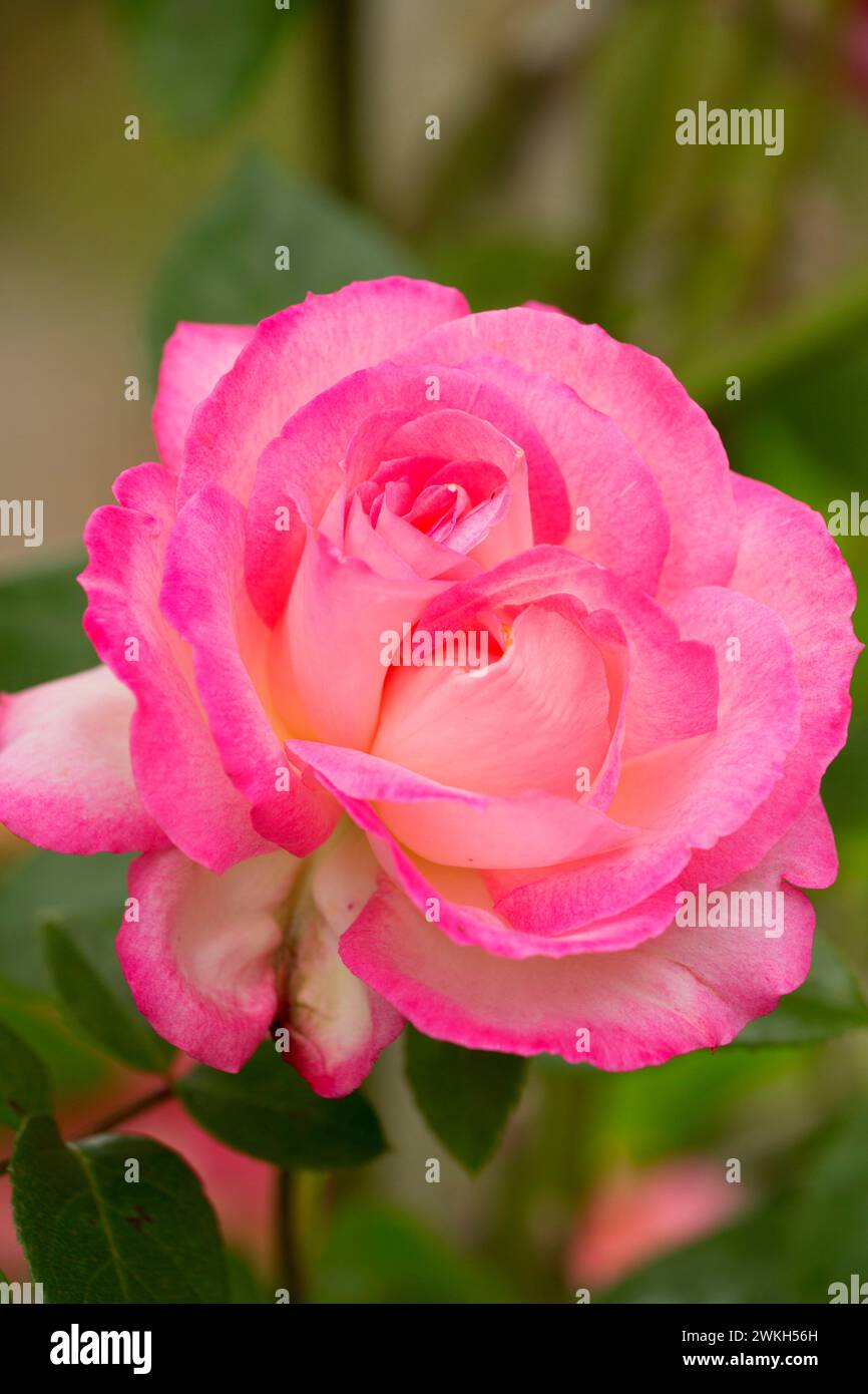 Kiss rose hi-res stock photography and images - Alamy