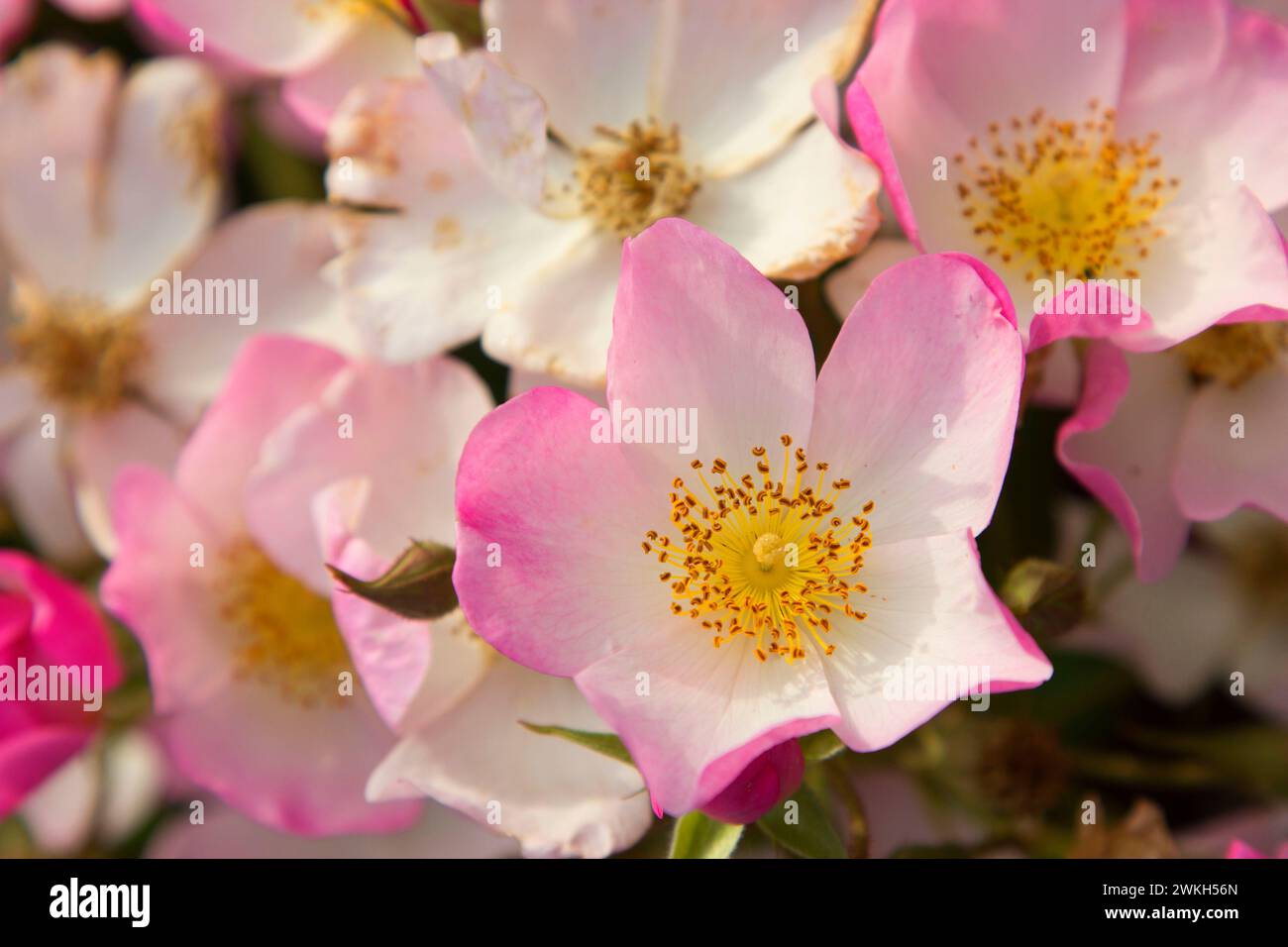 Lyda Rose, Heirloom Roses, St Paul, Oregon Stock Photo - Alamy