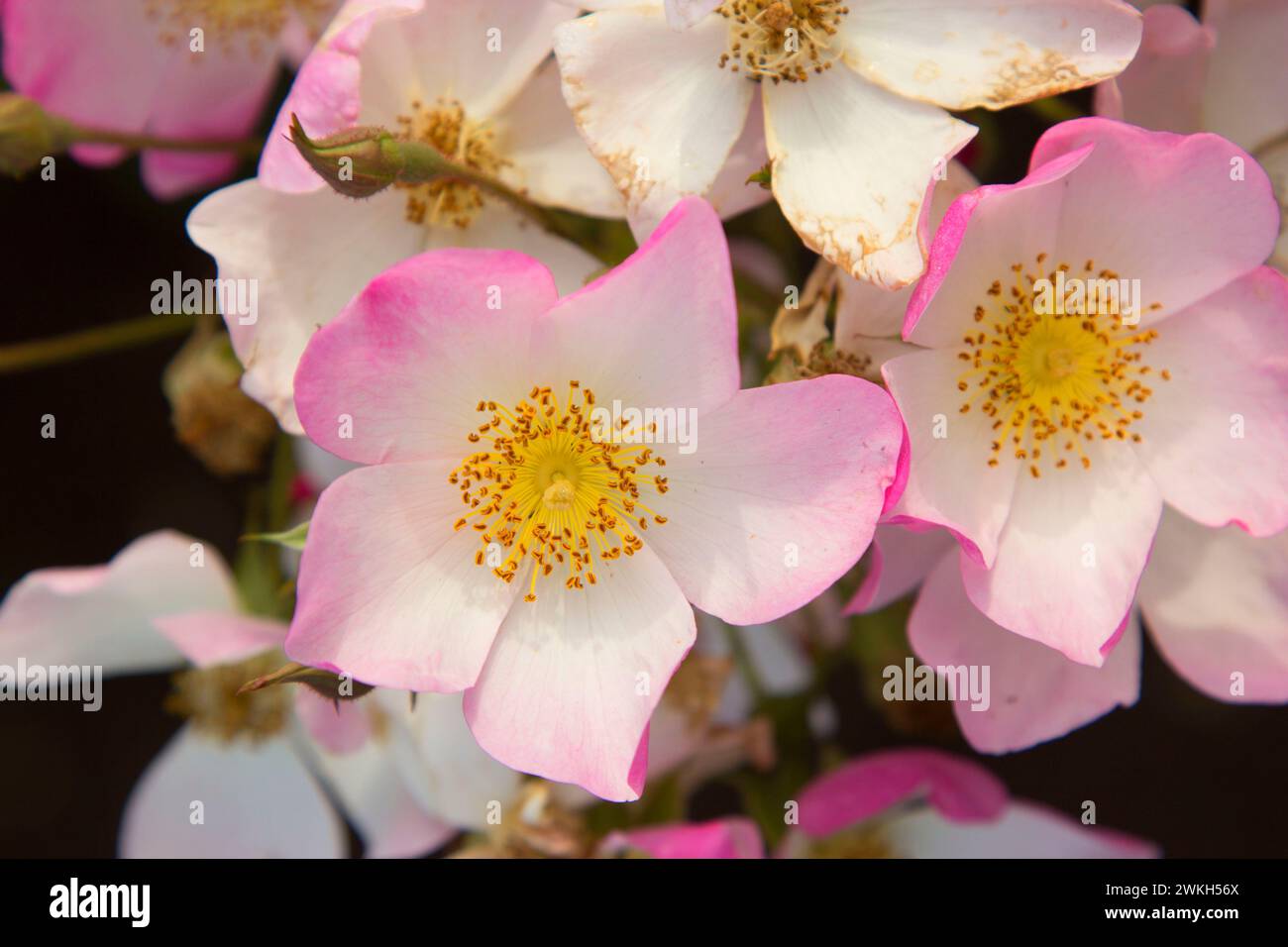 Lyda Rose, Heirloom Roses, St Paul, Oregon Stock Photo - Alamy