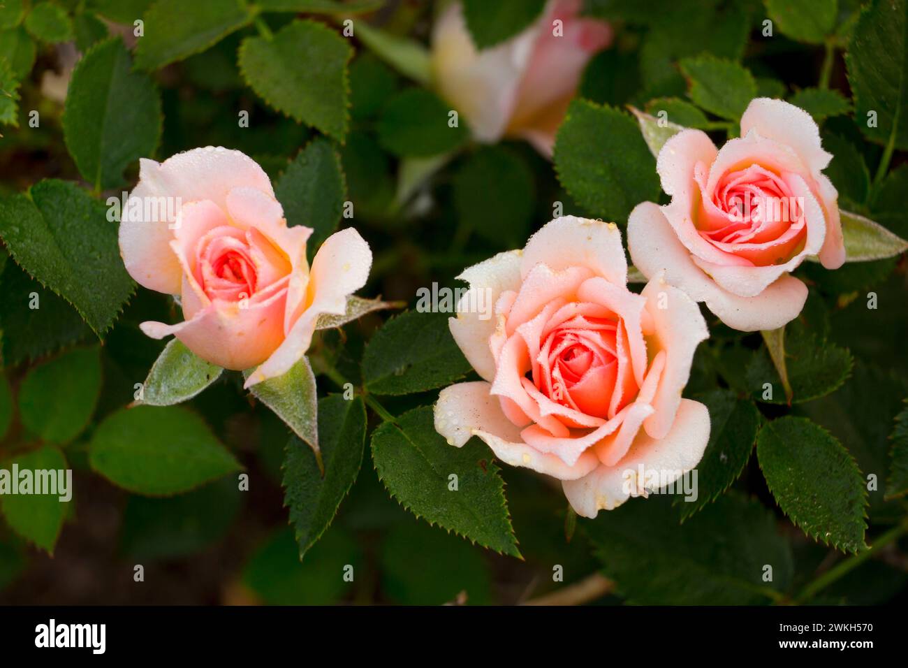 Barbara mandrell hi-res stock photography and images - Alamy