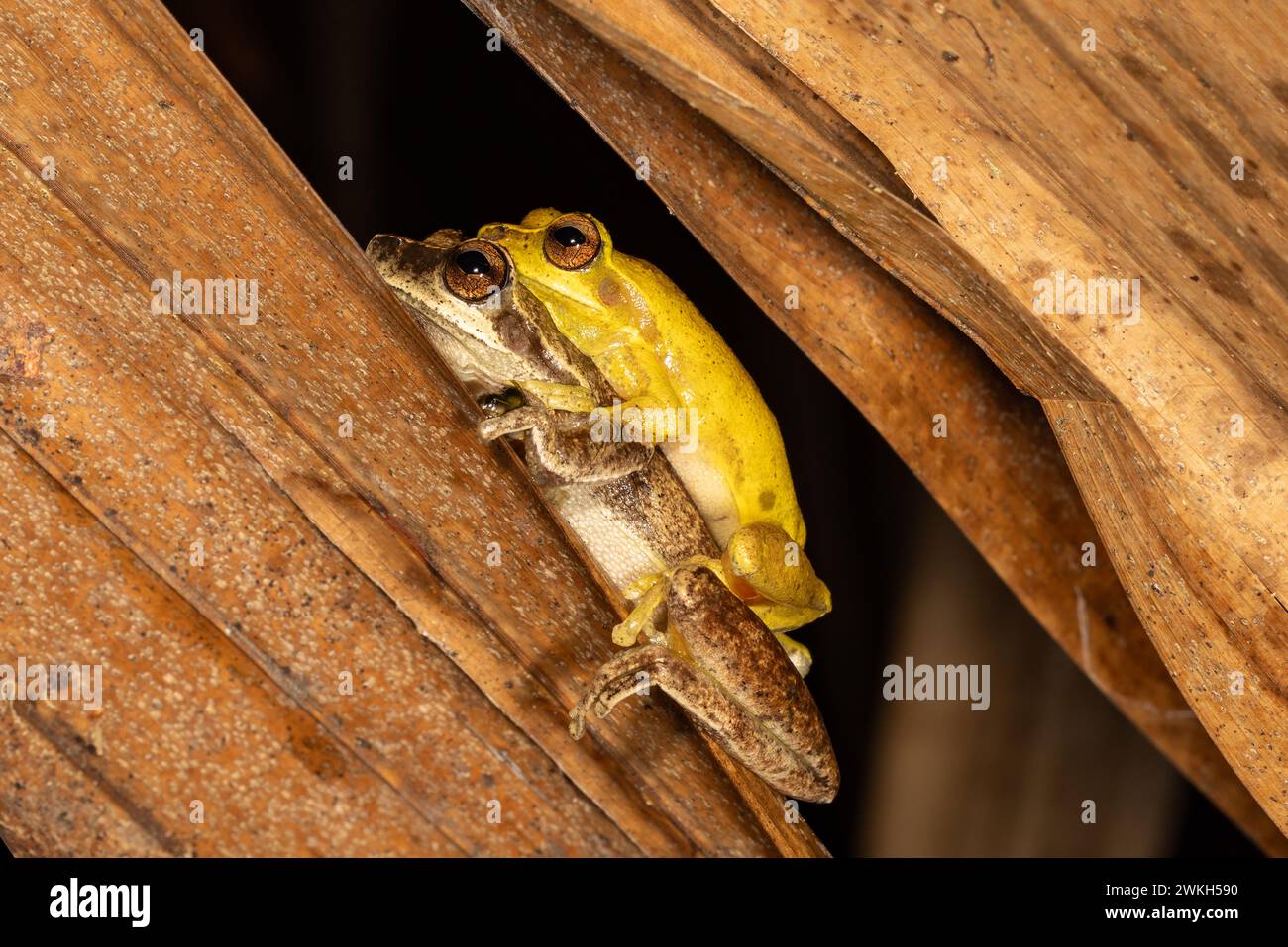 Australian Whirring Tree Frogs in amplexus Stock Photo - Alamy