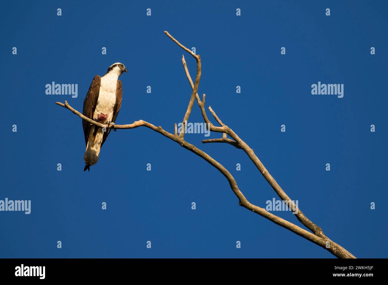 Osprey, Rooster Rock State Park, Columbia River Gorge National Scenic ...