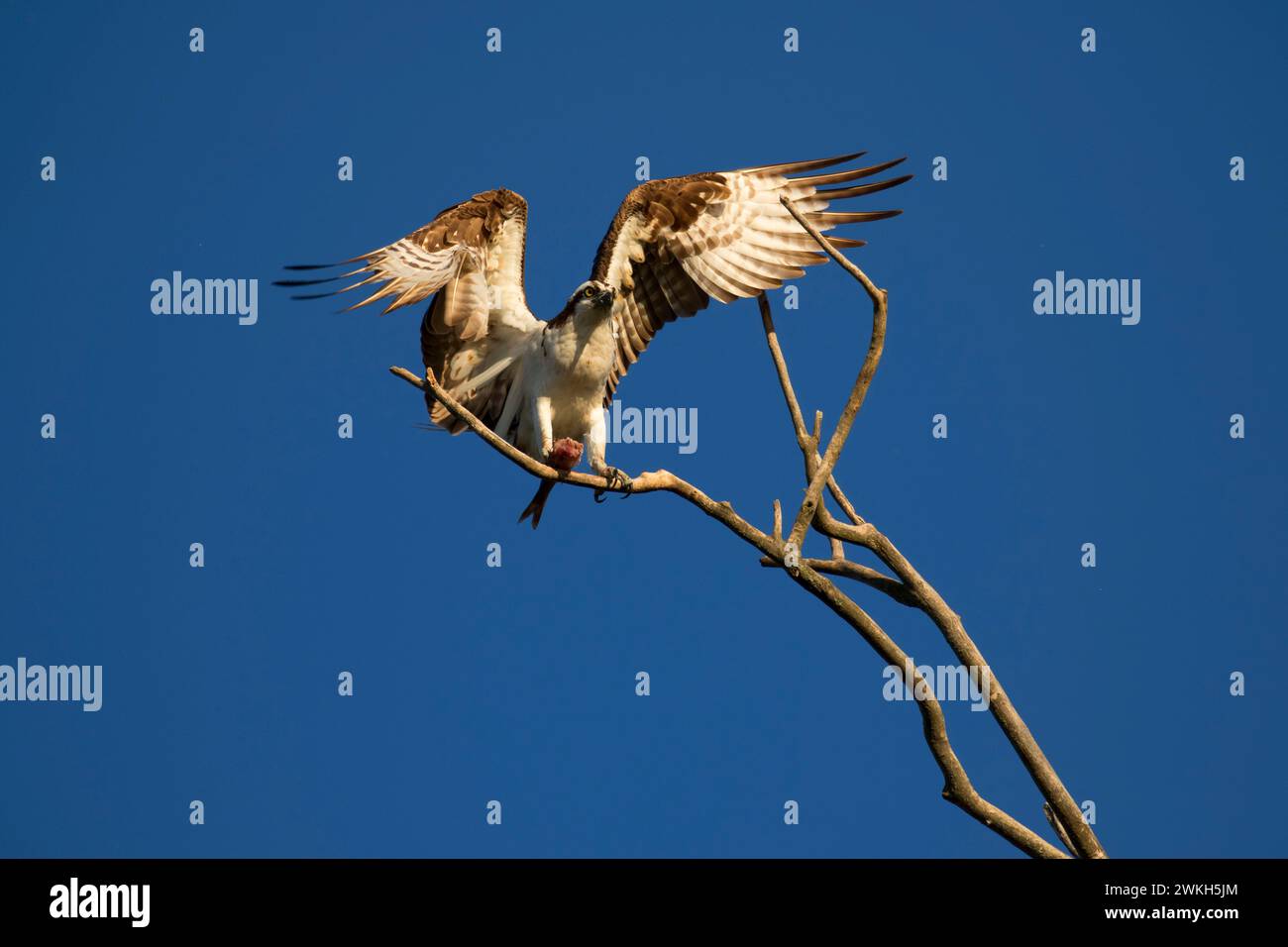 Osprey, Rooster Rock State Park, Columbia River Gorge National Scenic ...