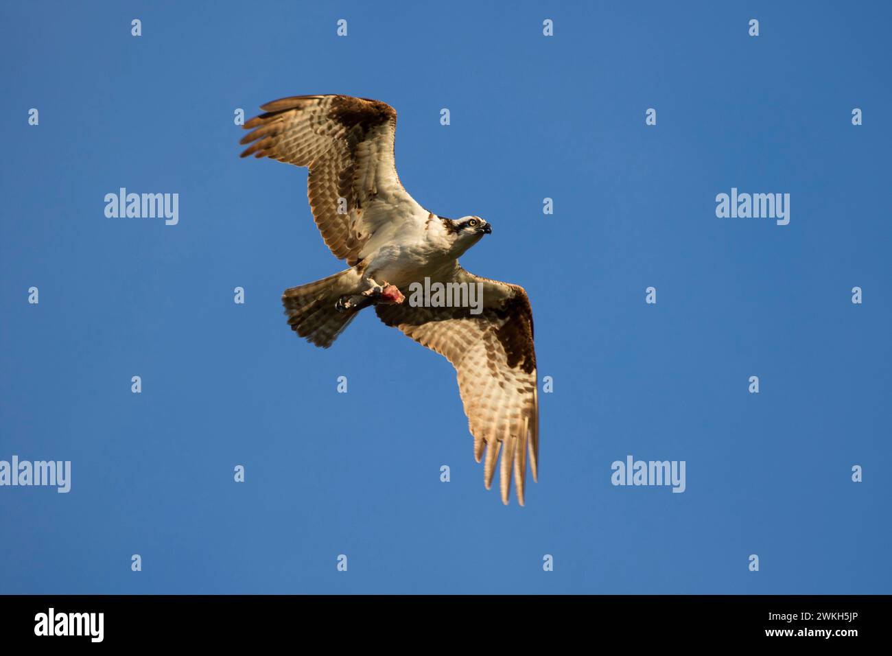 Osprey in flight, Rooster Rock State Park, Columbia River Gorge ...