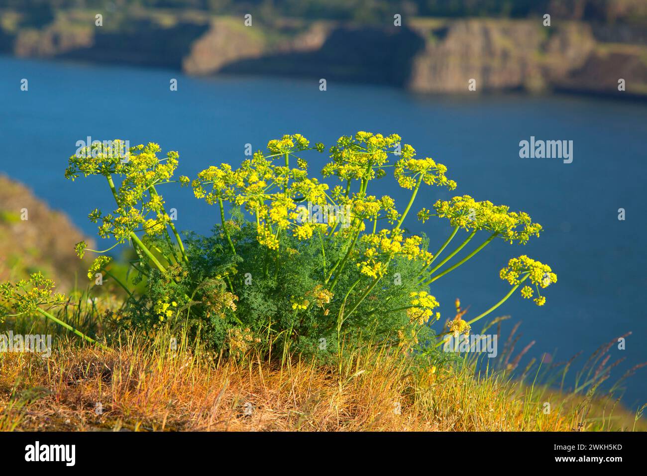 Desert parsley, Tom McCall Preserve, Columbia River Gorge National ...