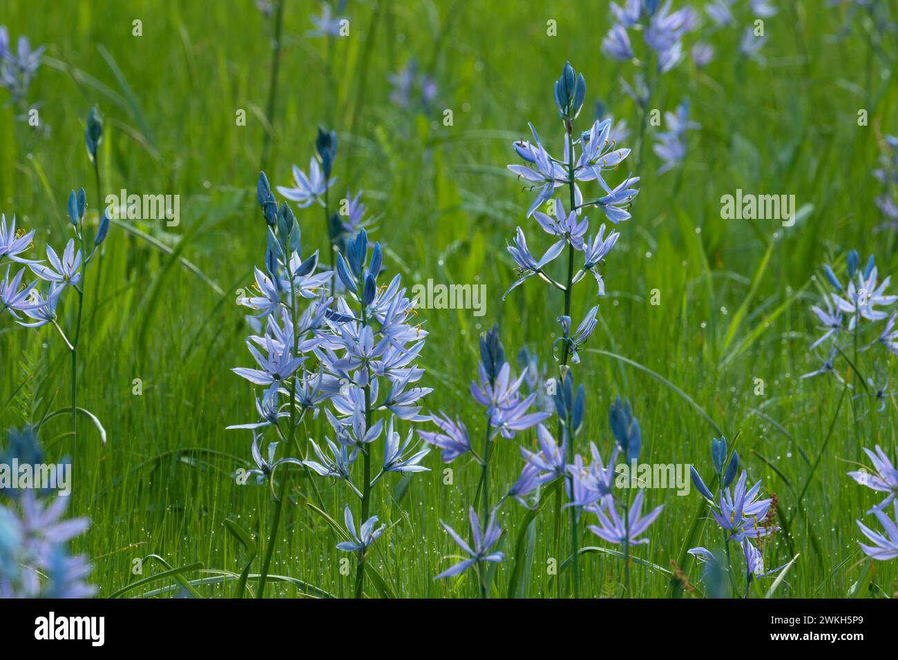 Common camas (Camassia quamash), Bridal Veil Falls State Park, Columbia ...