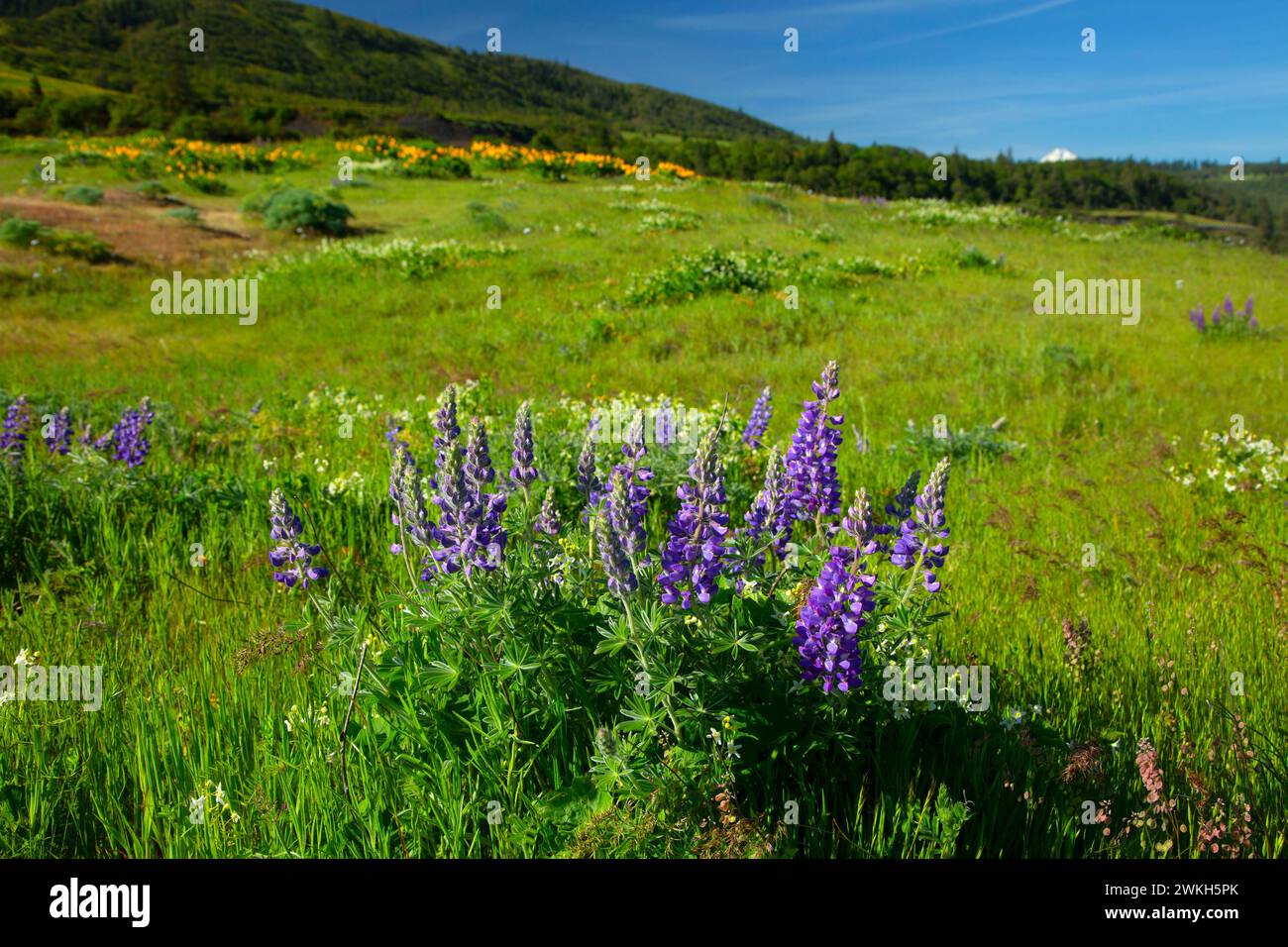 Lupine, Tom McCall Preserve, Columbia River Gorge National Scenic Area ...