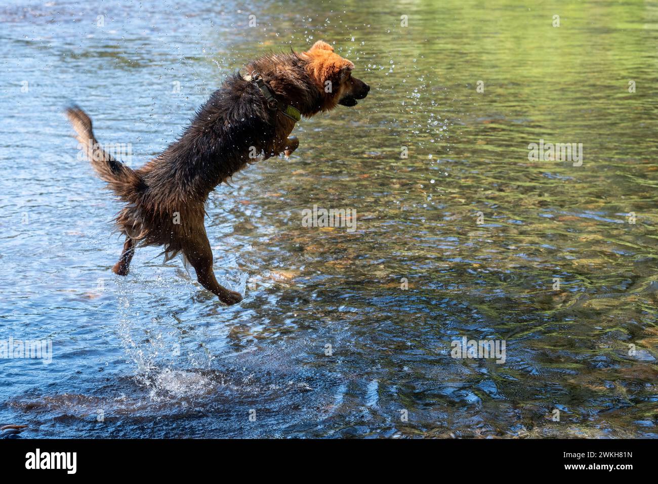German shepard jumping in a river for a thrown object, Wallowa ...