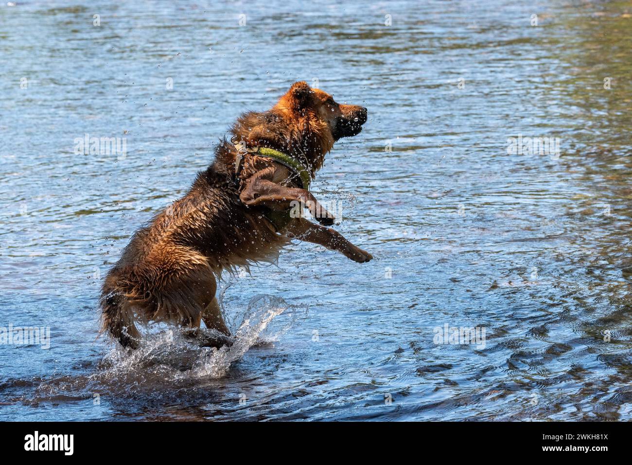 German shepard jumping in a river for a thrown object, Wallowa ...
