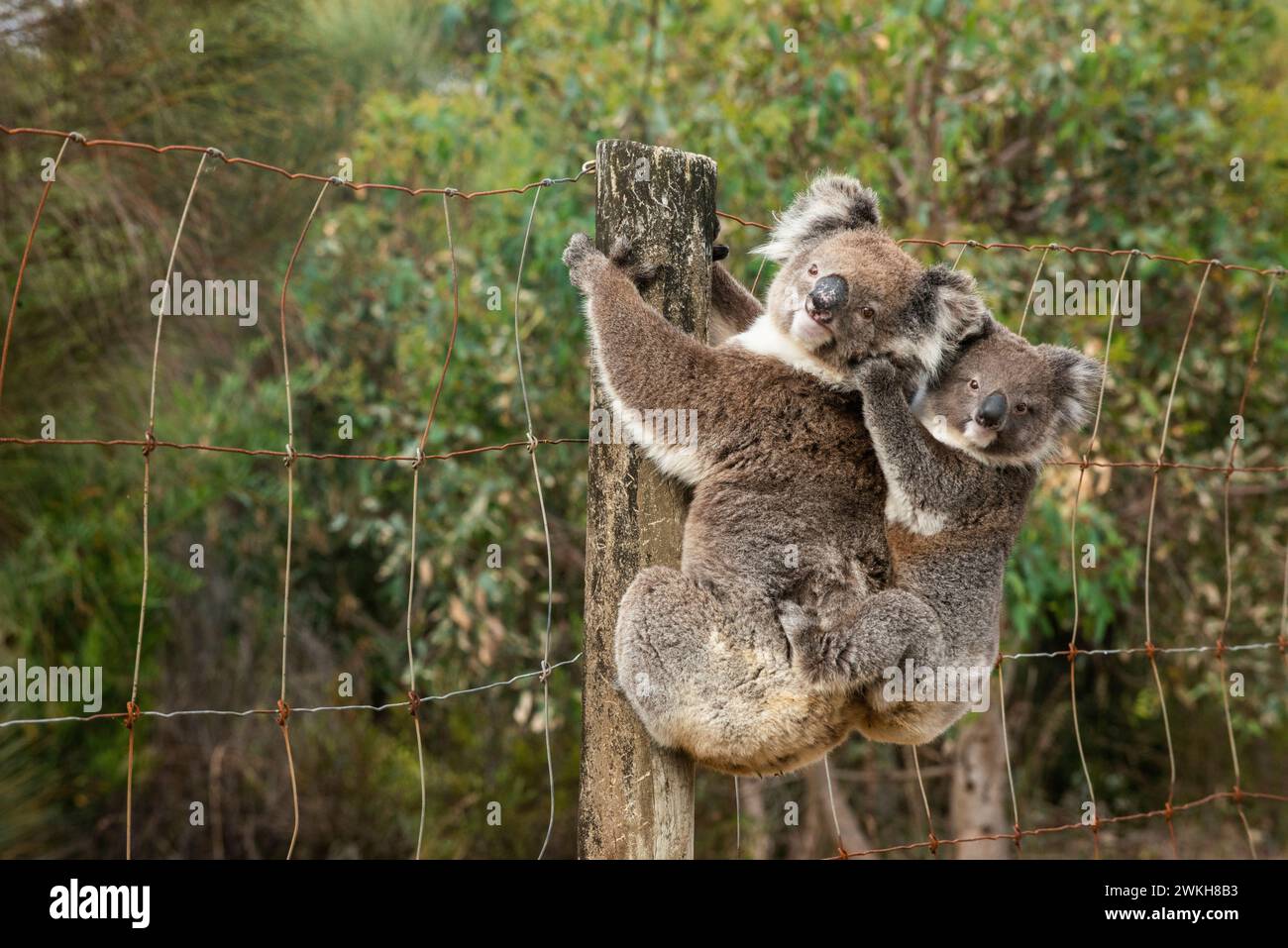 Koala on fence hi-res stock photography and images - Alamy