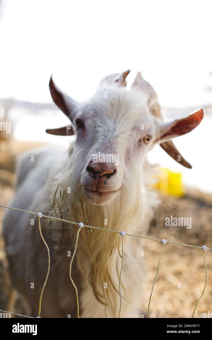 Ontario breeds hi-res stock photography and images - Alamy