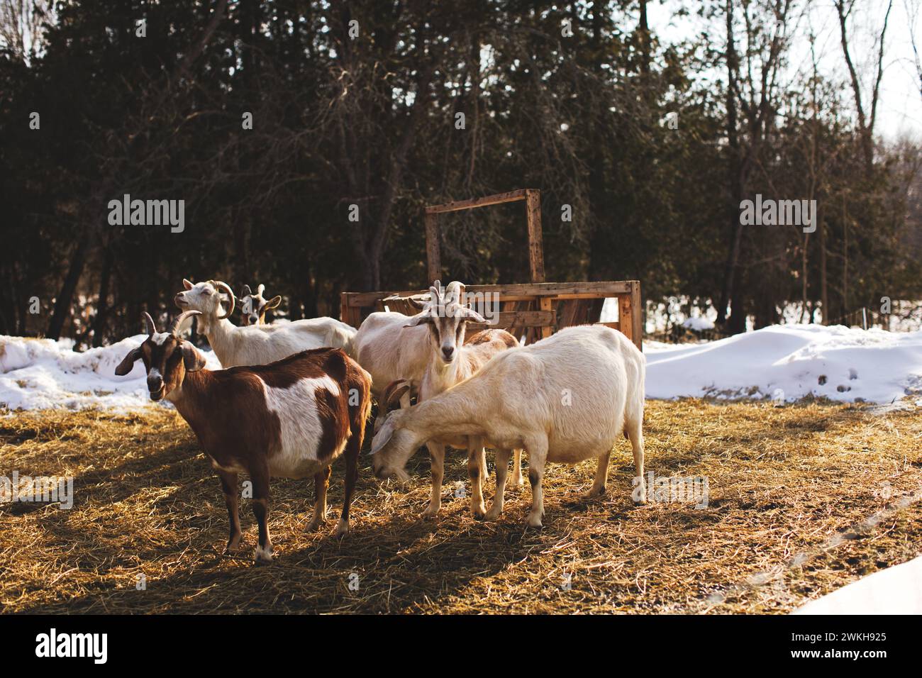 The dairy goats on a small farm in Ontario, Canada Stock Photo - Alamy