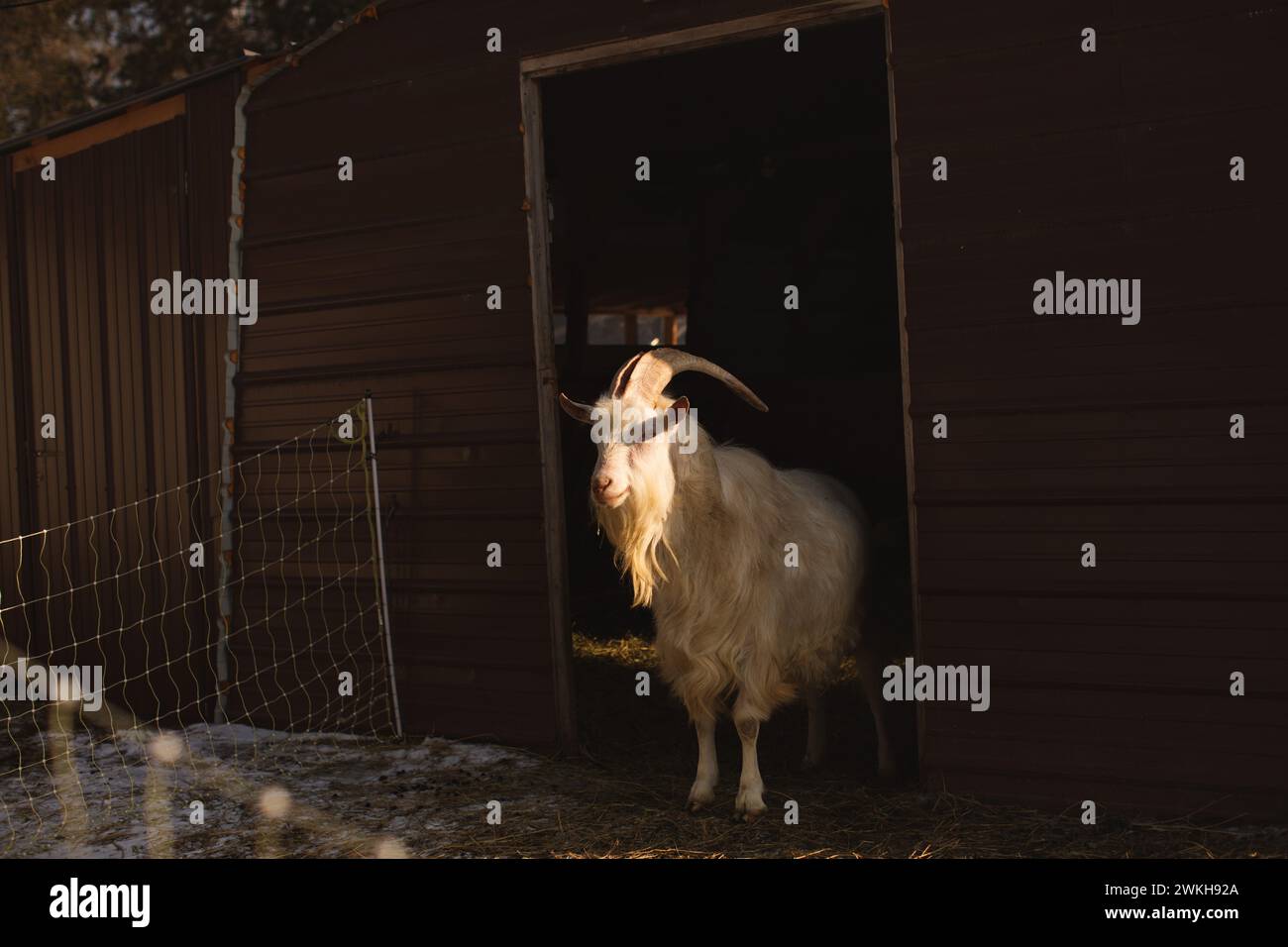 Dairy goat breeds hi-res stock photography and images - Alamy