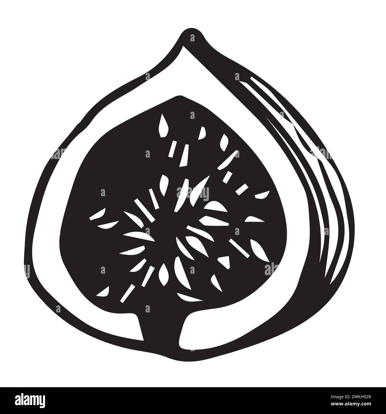 Dried figs. Graphics. Hand drawing. Vector illustration isolated on a ...