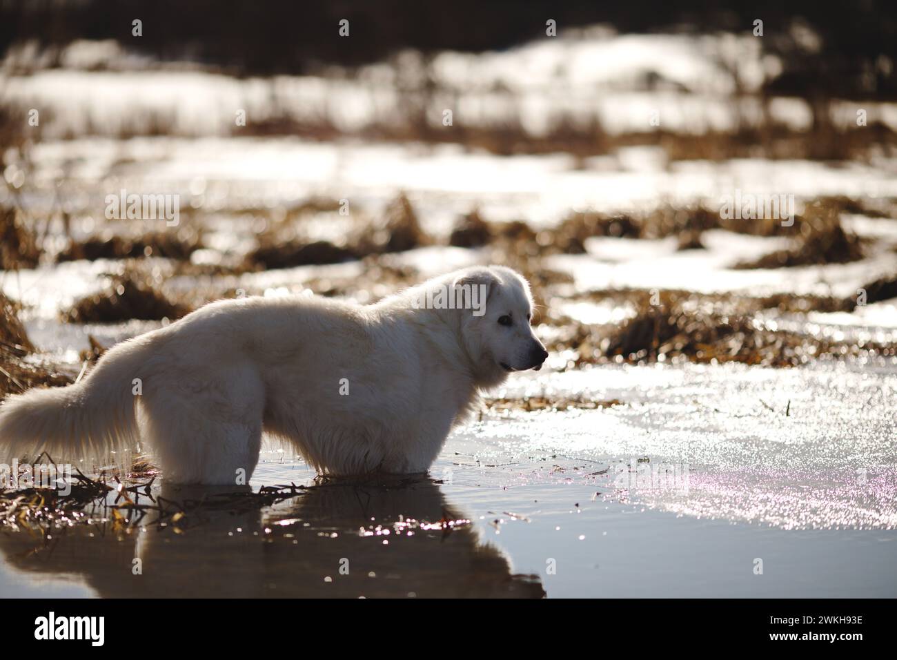 A Maremma sheepdog on a goat farm in Ontario, Canada Stock Photo - Alamy