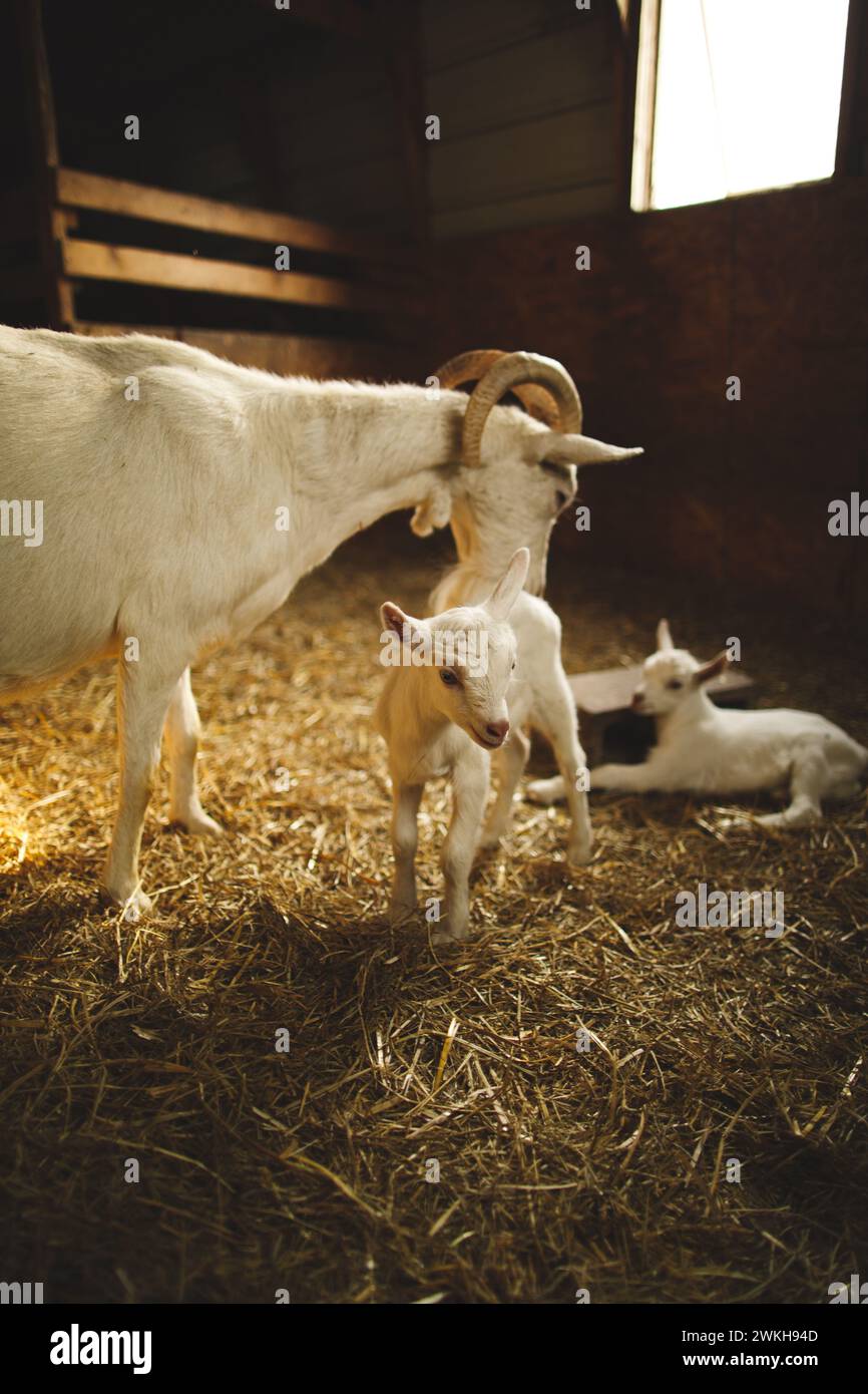 A mother goat with her kids on a small farm in Ontario, Canada Stock ...