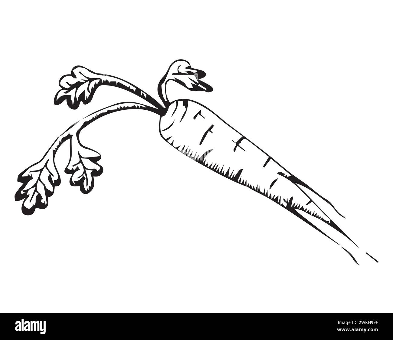 Carrot. Vegetable. Graphics. Hand drawing. Vector illustration isolated ...