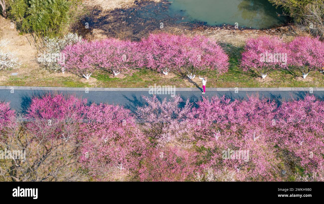 Aerial photo shows blooming plum blossoms at Xixi wetland in Hangzhou ...