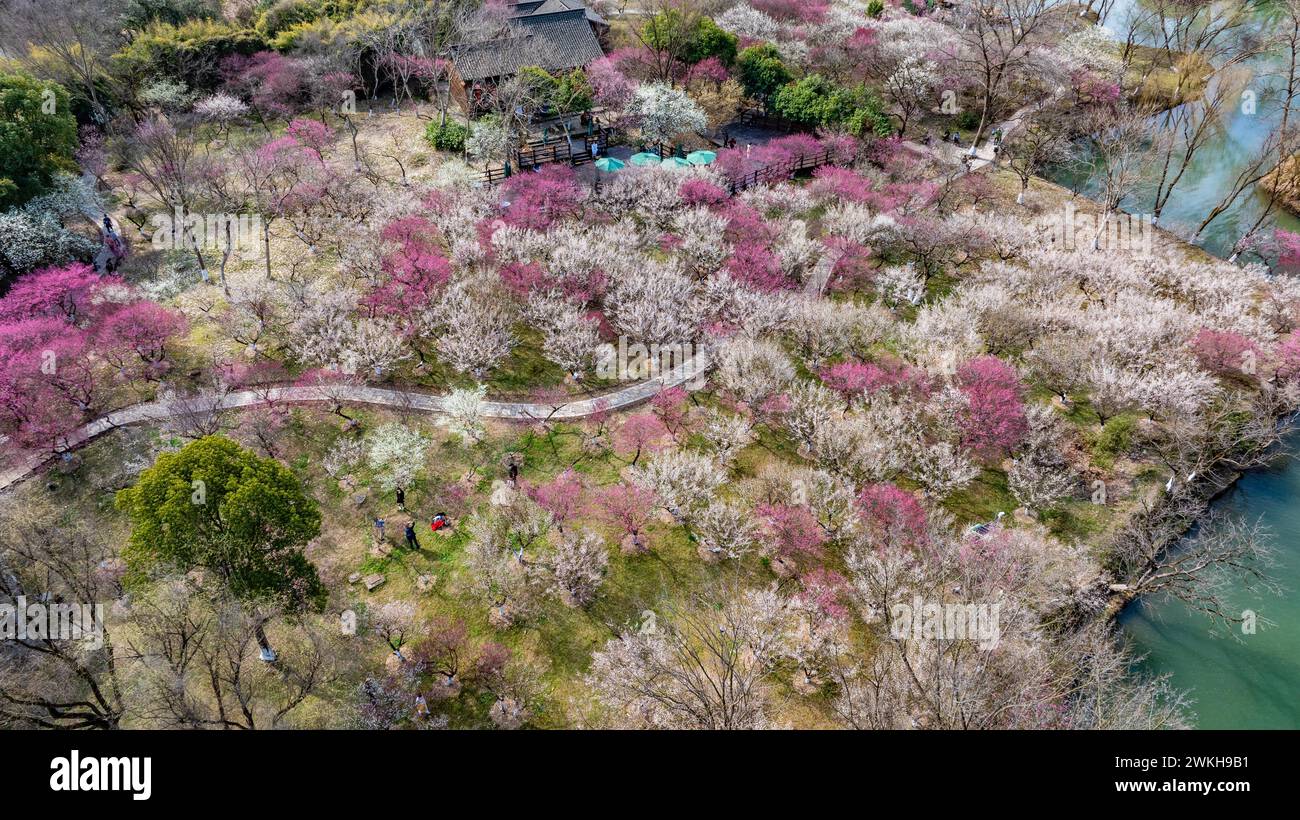 Aerial photo shows blooming plum blossoms at Xixi wetland in Hangzhou ...