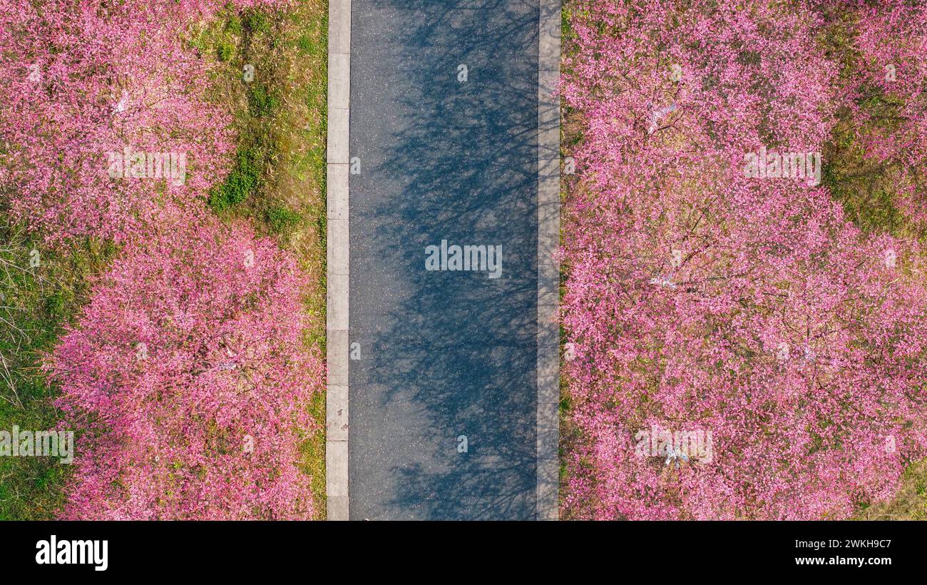 Aerial photo shows blooming plum blossoms at Xixi wetland in Hangzhou ...
