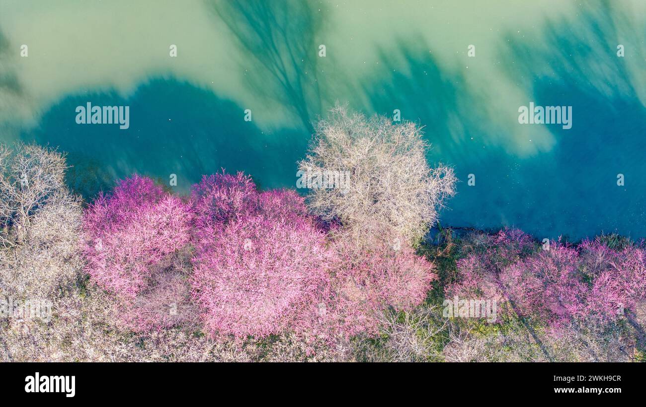 Aerial photo shows blooming plum blossoms at Xixi wetland in Hangzhou ...