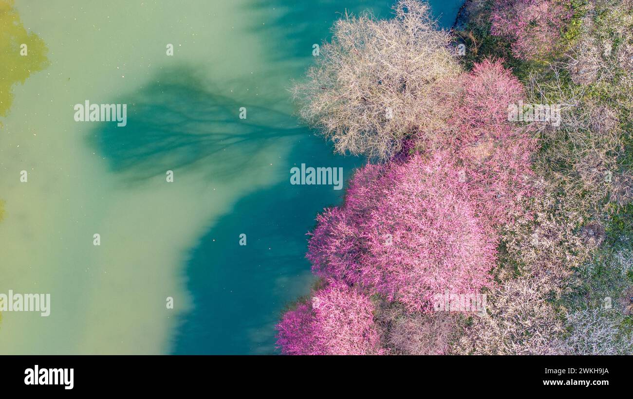 Aerial photo shows blooming plum blossoms at Xixi wetland in Hangzhou ...