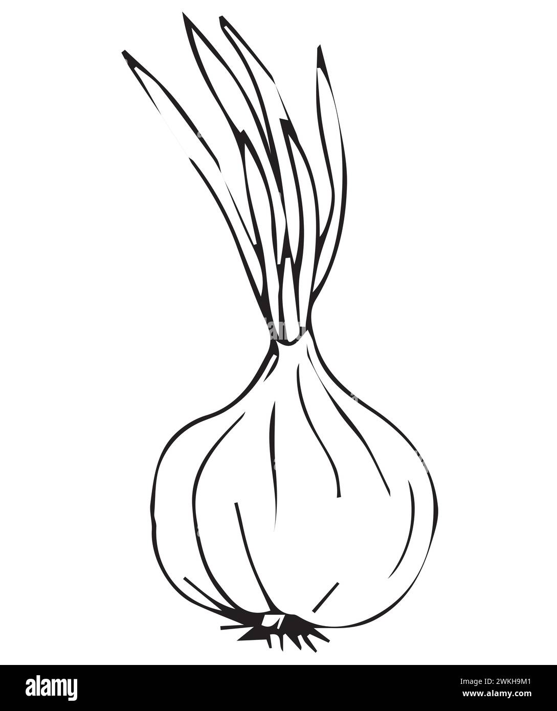 Onion. Sketch hand draw. Vector stock illustration isolated on white ...