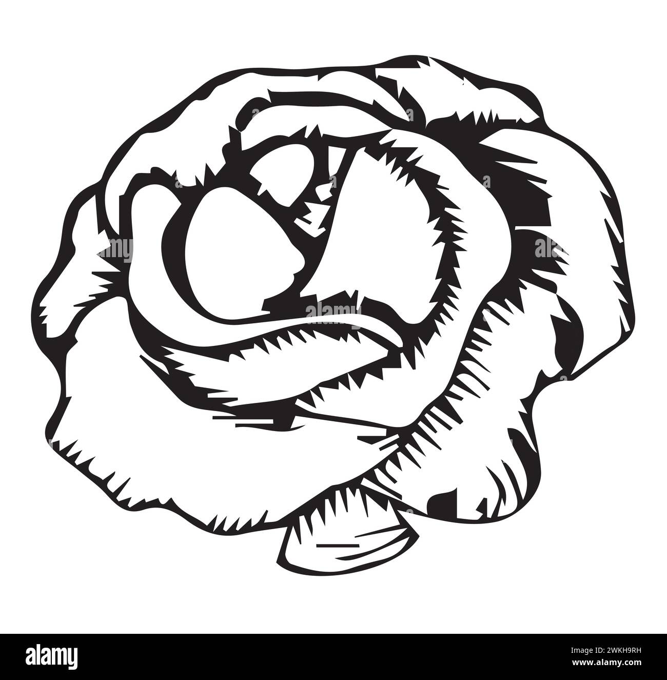 Hand drawn cabbage with big leaves. Agricultural vegetable, vector ...