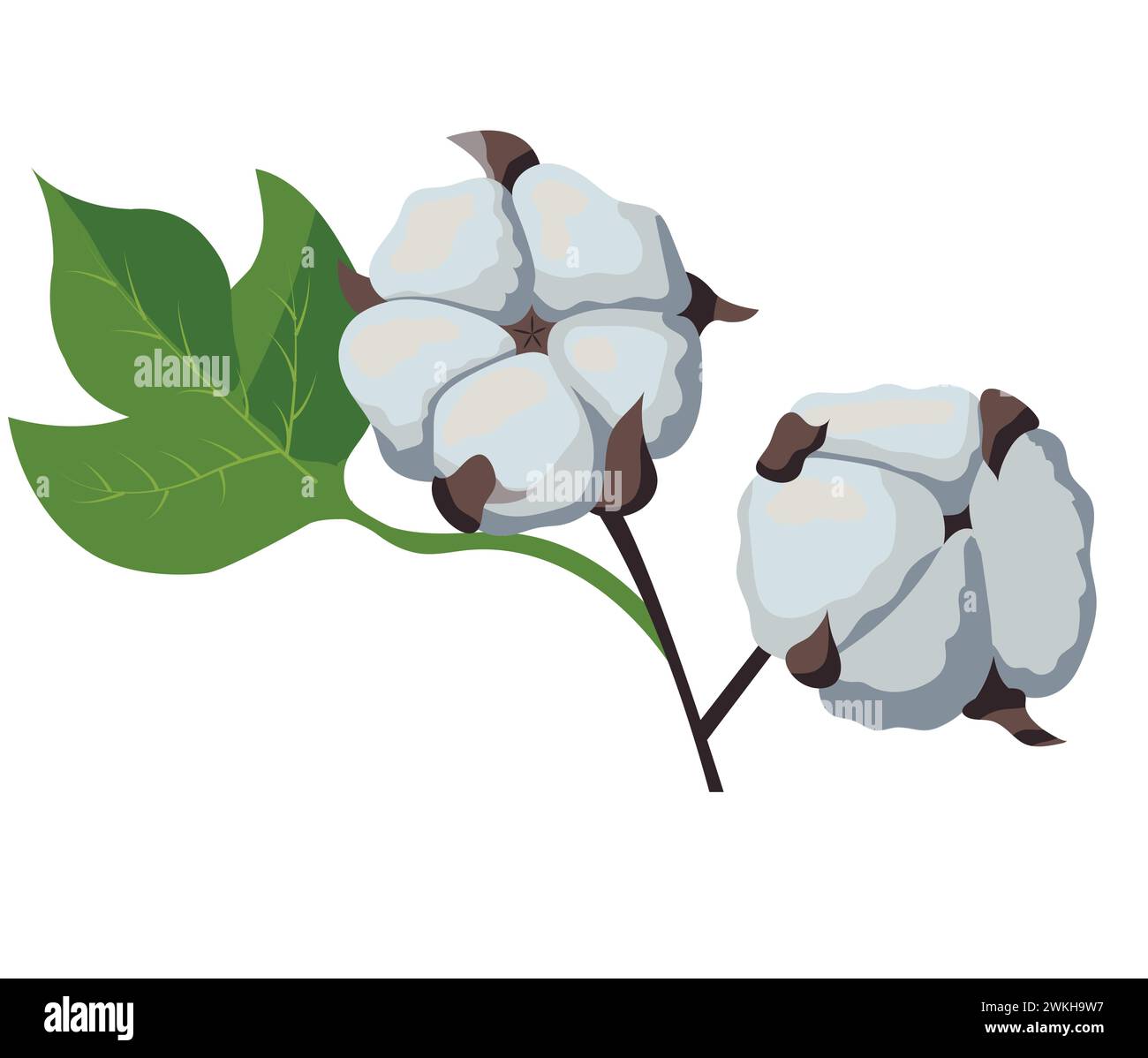 Cotton stalk vector hi-res stock photography and images - Alamy