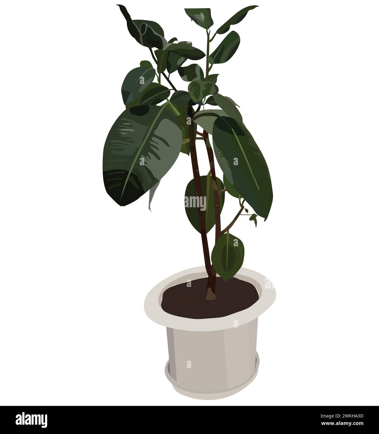 Ficus. Exotic plant in a pot. Vector stock illustration isolated on ...