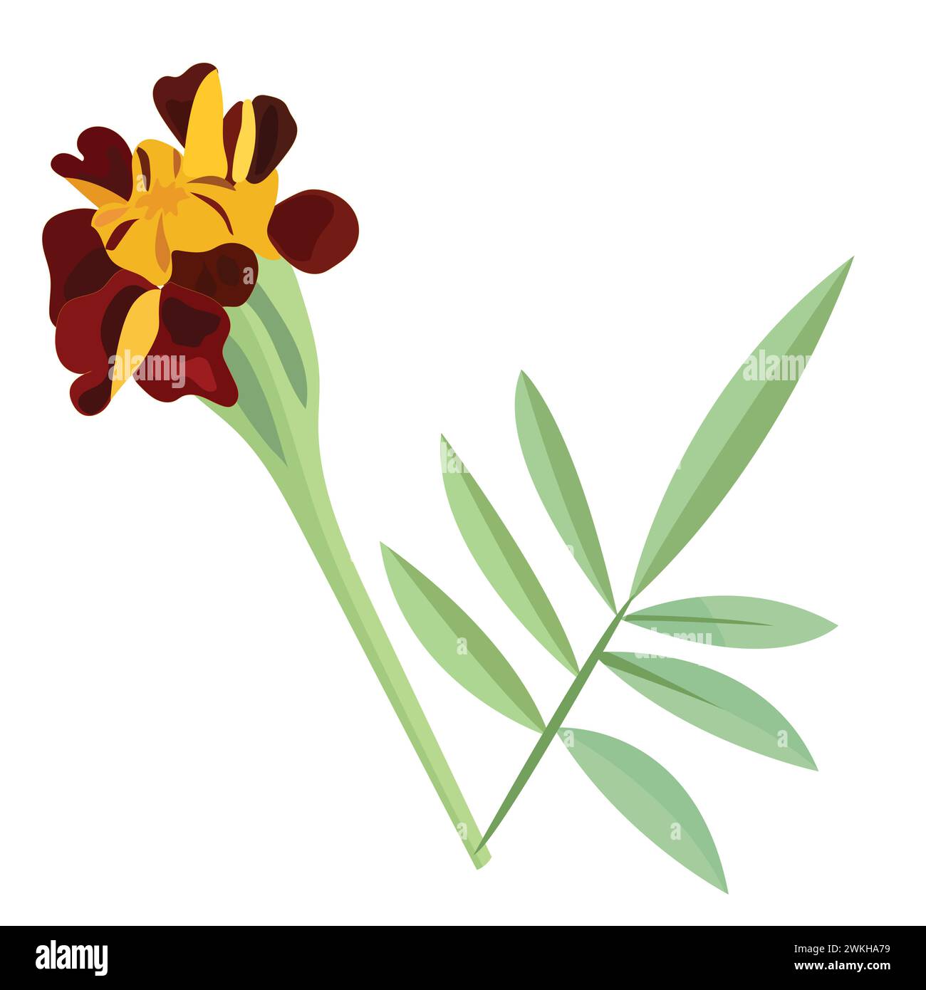 Orange calendula, flower, symbol of the Mexican holiday Day of the Dead ...