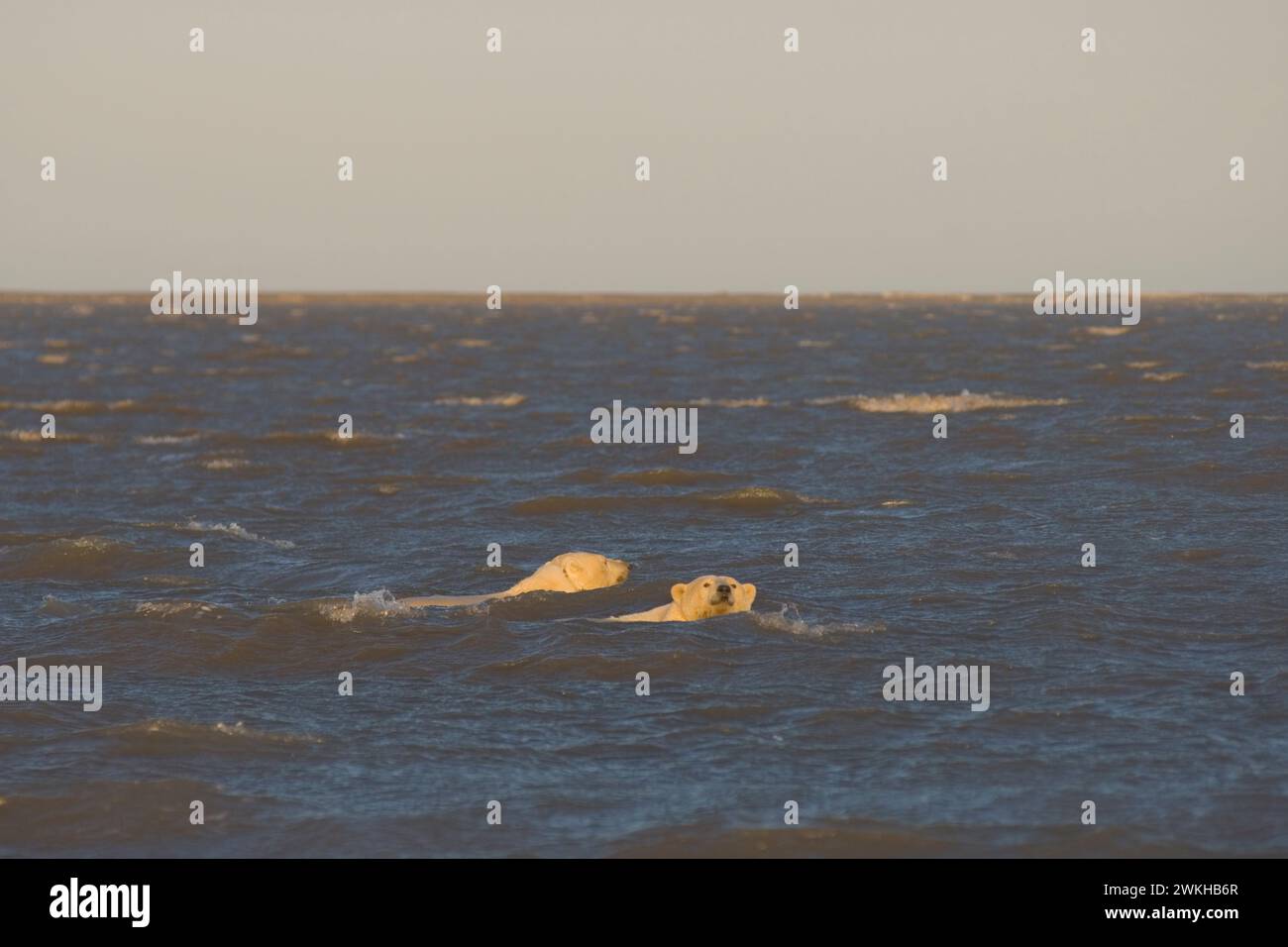 polar bears Ursus maritimus adult surfing in coastal waters of the ...