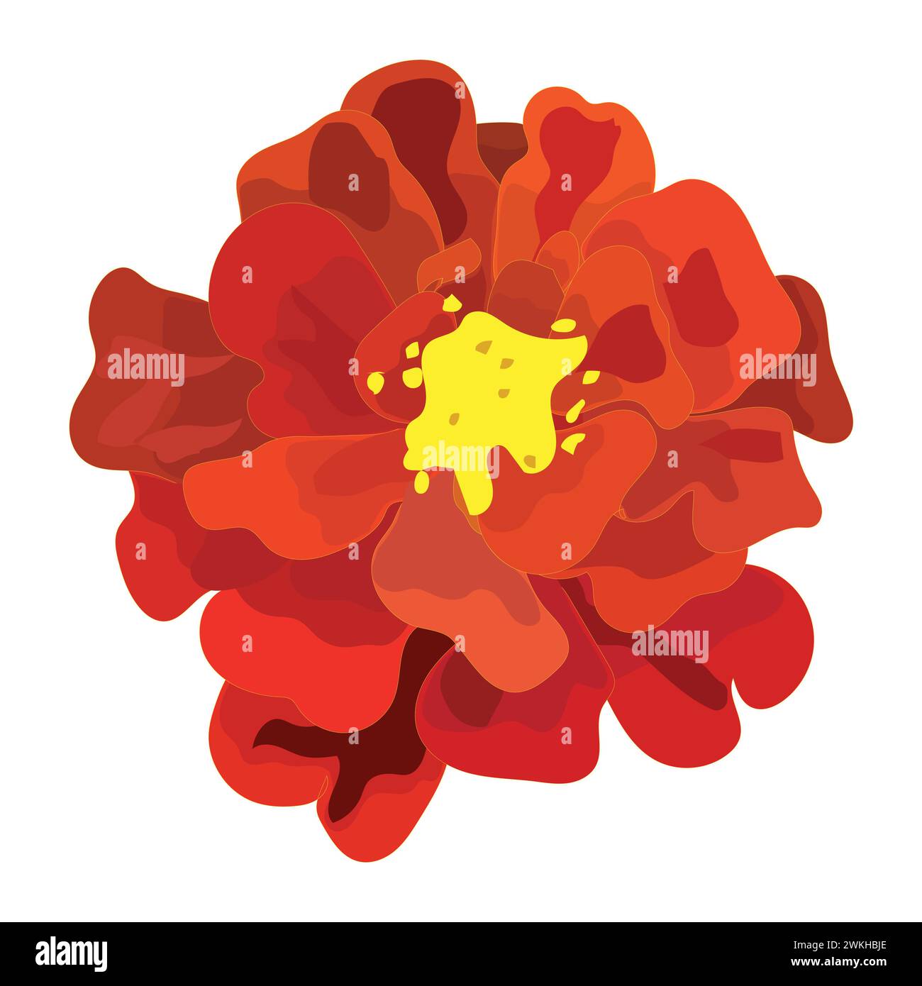 Orange calendula, flower, symbol of the Mexican holiday Day of the Dead ...