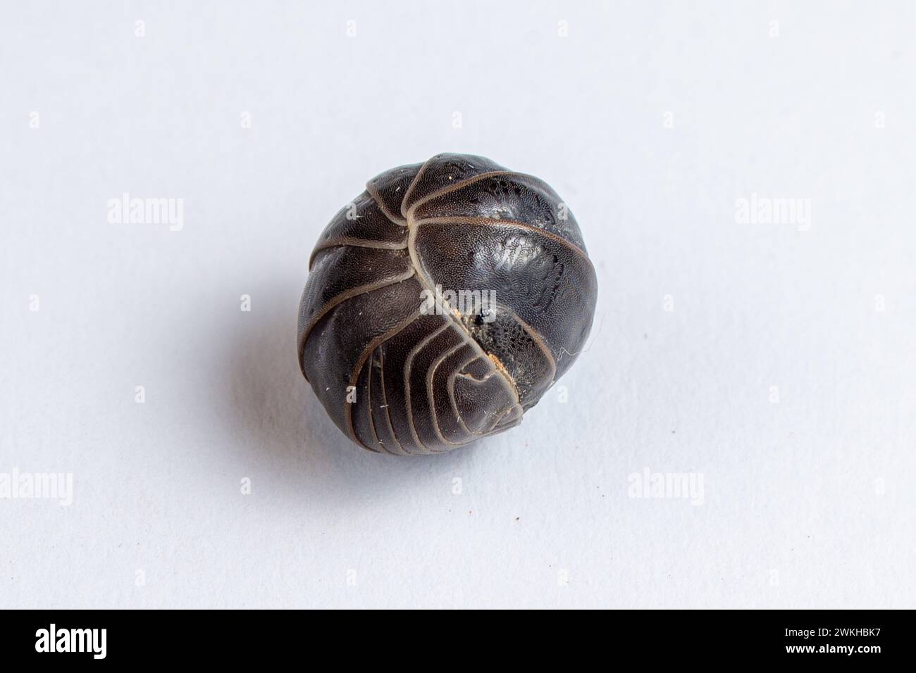 A Woodlouse, isopod curled into a ball shape Stock Photo - Alamy