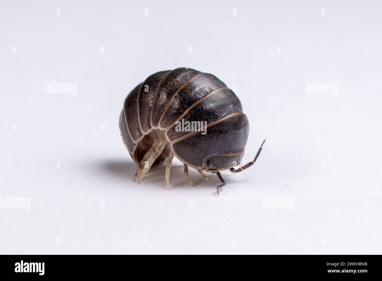 A Woodlouse, isopod curled into a ball shape Stock Photo - Alamy