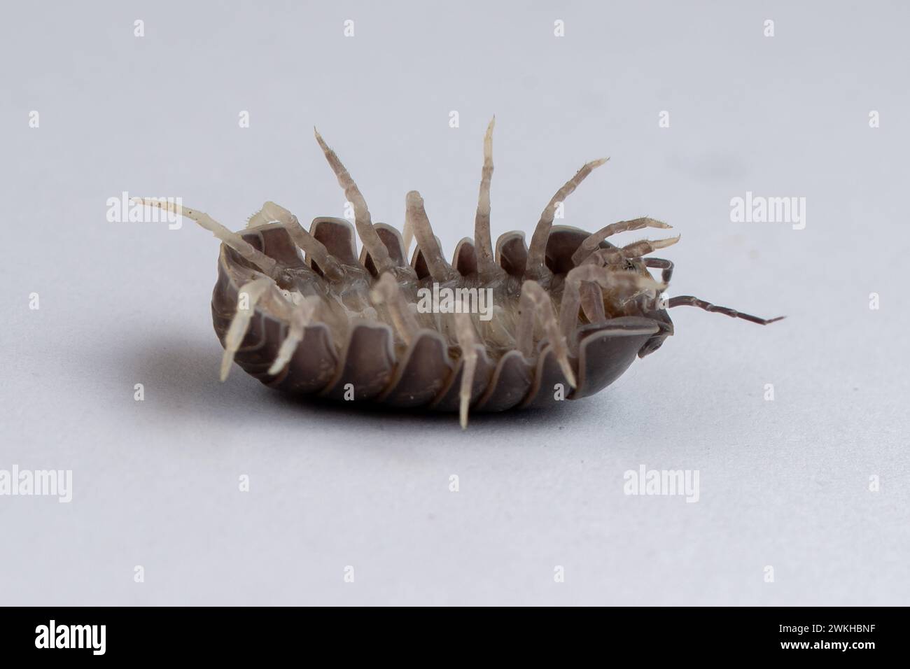 Terrestrial isopod crustacean hi-res stock photography and images - Alamy